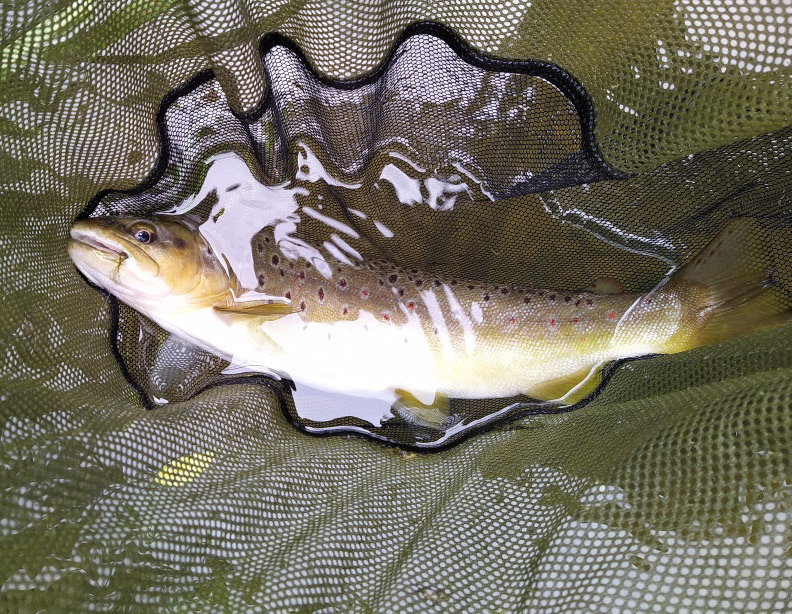 Kingfisher diary 2020